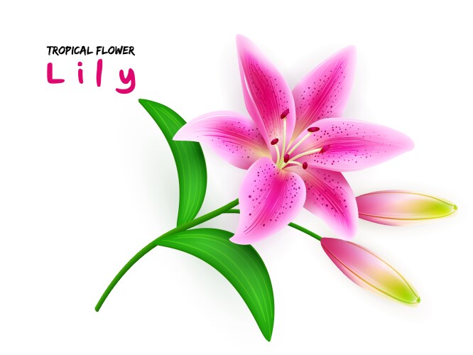 Lily flower isolated on white Royalty Free Vector Image