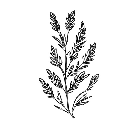 Heather flower plant sketch outline Royalty Free Vector