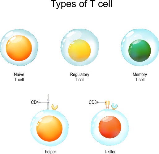 Different human cell types Royalty Free Vector Image