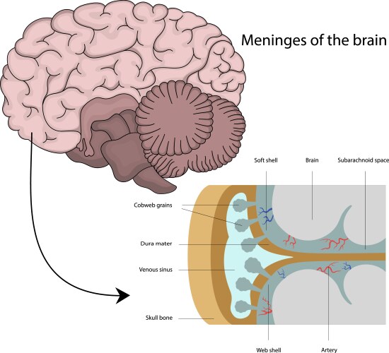 Structure of volcano and geysers Royalty Free Vector Image
