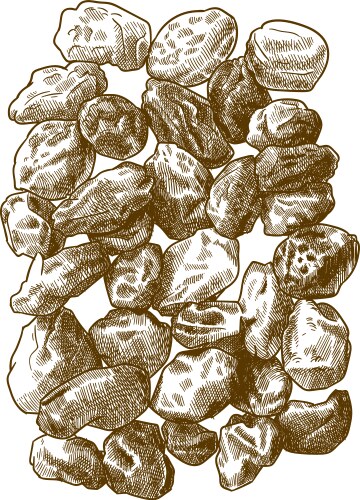 Engraving peanuts pattern Royalty Free Vector Image