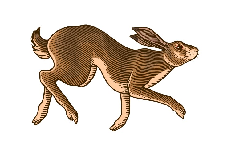 Running Rabbit Outline