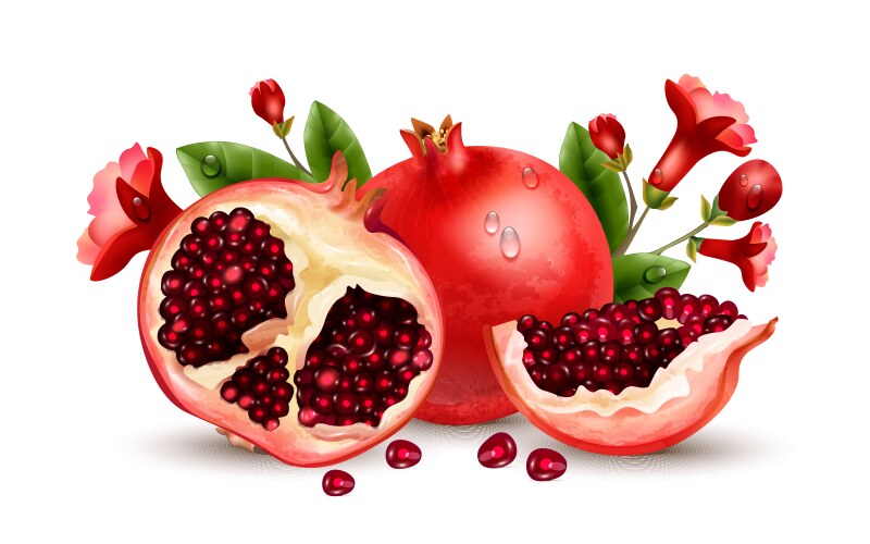 Pomegranate Vector Images (over 19,000)