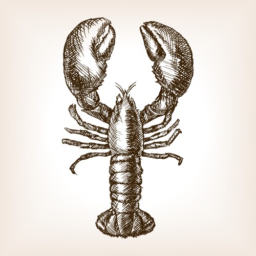 Lobster ink sketch on old paper Royalty Free Vector Image