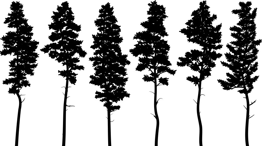 Cedar Vector Images (over 10,000)