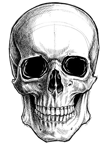 Skull Line Drawing Vector Images (over 18,000)