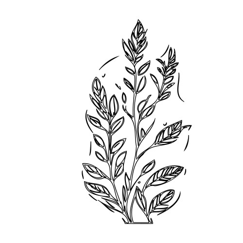 Heather flower plant sketch outline Royalty Free Vector