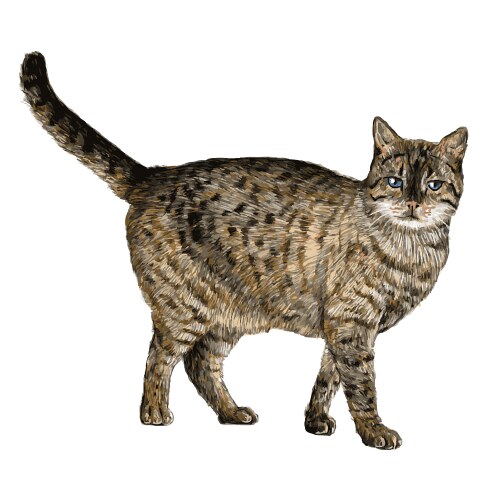 Kitten Royalty Free Vector Image - VectorStock