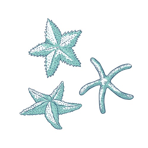 Starfish in four different colors Royalty Free Vector Image