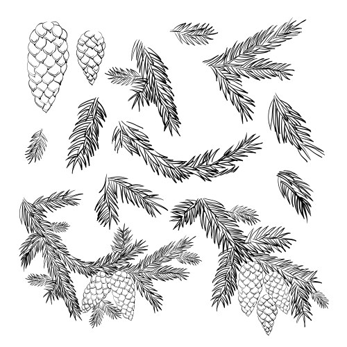 Hand drawn spruce branches and cones Royalty Free Vector