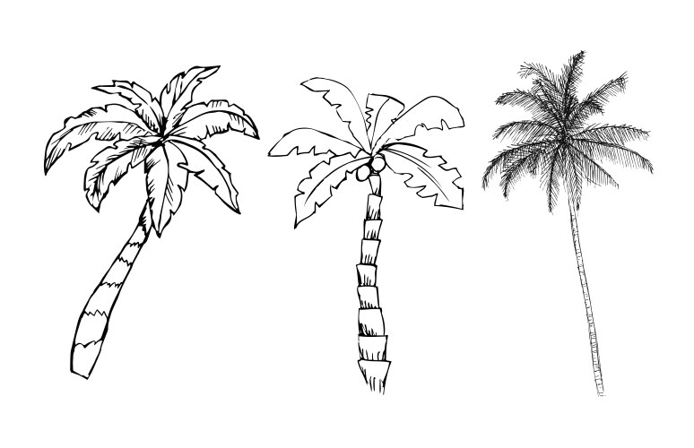 Palm trees contour set coconut tree date Vector Image