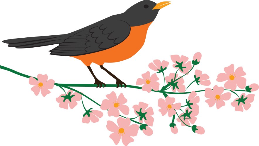 Robin bird isolated on white Royalty Free Vector Image