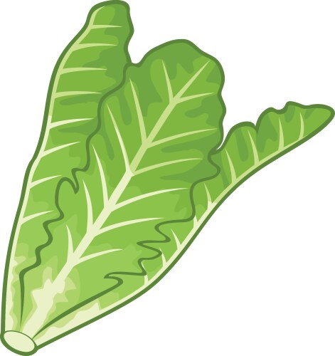 Realistic lettuce salad leaves Royalty Free Vector Image