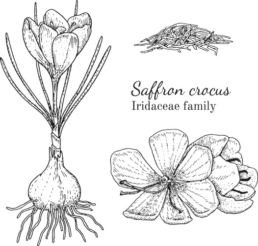Saffron Vector Images (over 8,300)