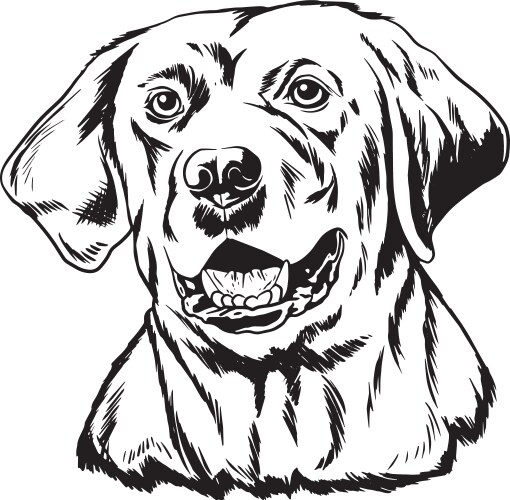 Labrador retriever dog cartoon Royalty Free Vector Image