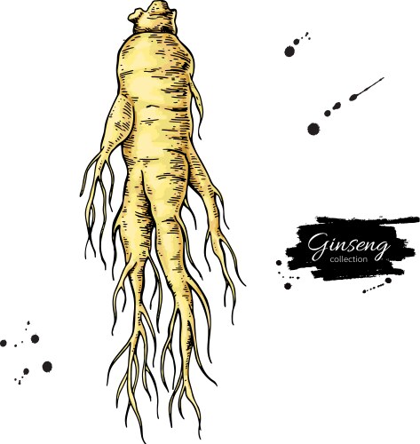 Ginseng drawing medical plant sketch Royalty Free Vector