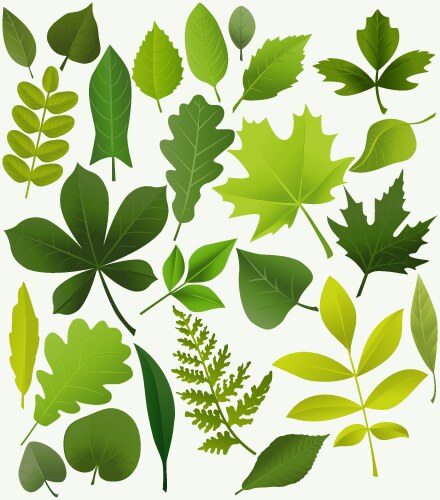 Leaves Vector Images (over 690,000)