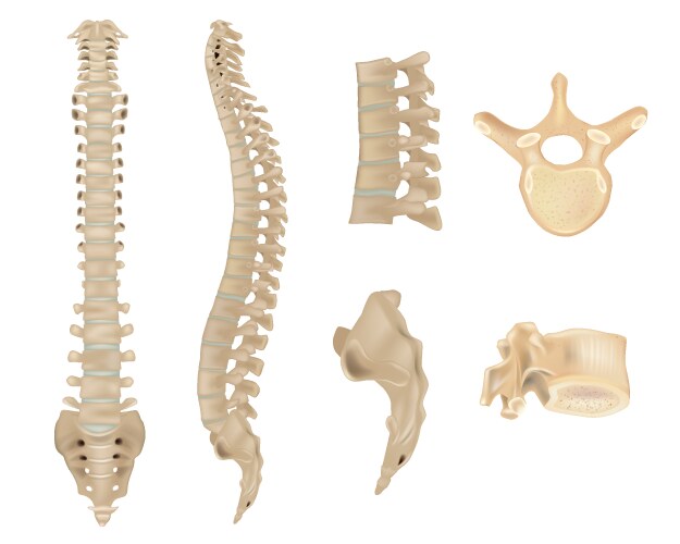 Vertebral column spine infographics Royalty Free Vector
