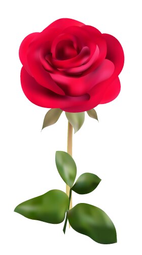 Red Rose Vector Images (over 72,000)
