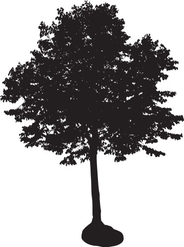 Maple tree silhouette Royalty Free Vector Image