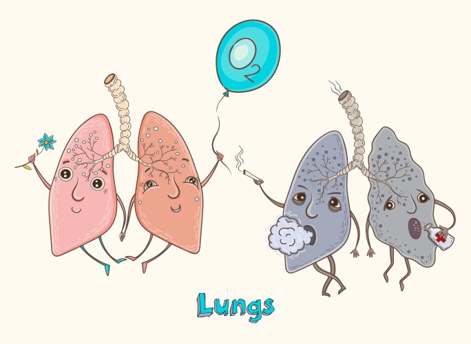 Respiratory system lungs human body Royalty Free Vector