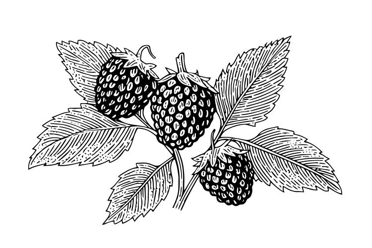 Blackberry in a basket hand drawn ink sketch Vector Image