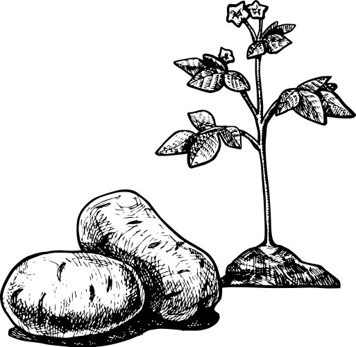 Potato Vector Images (over 60,000)