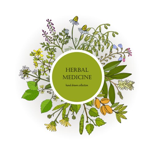 Set of colored medicinal plants Royalty Free Vector Image