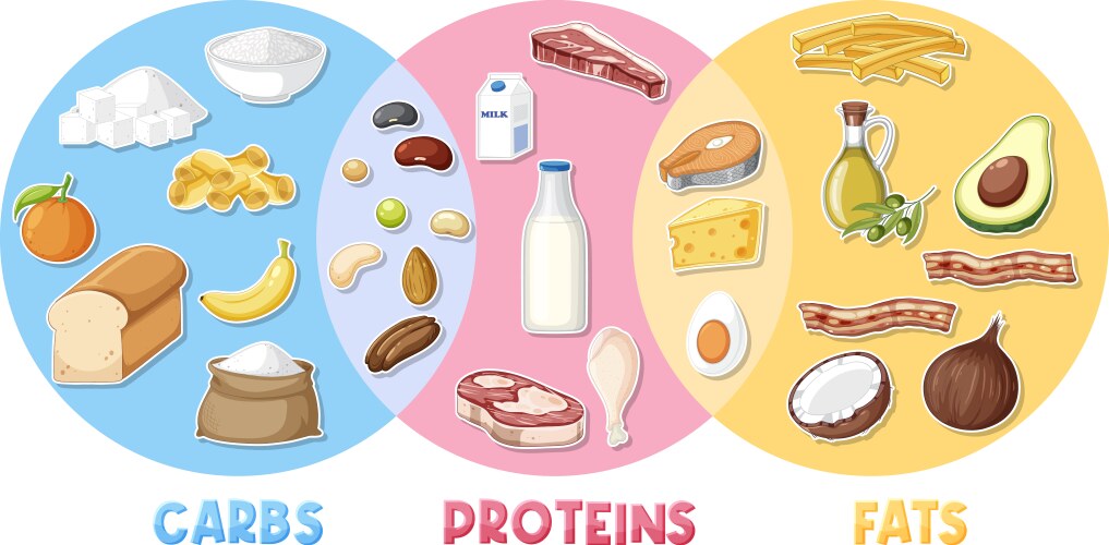 Five food groups isolated Royalty Free Vector Image