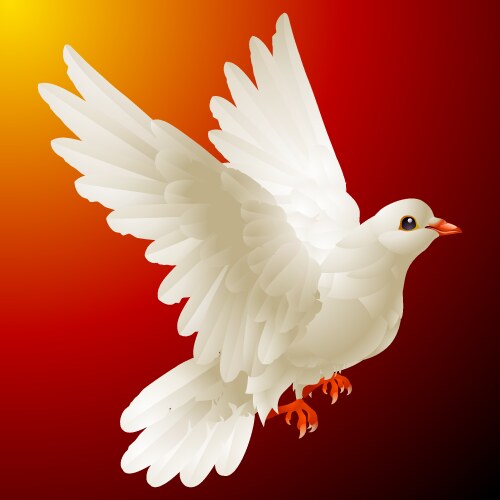 White dove Royalty Free Vector Image - VectorStock