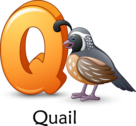 Letter q with animal quail for kids abc education Vector Image