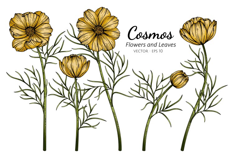 Cosmos Flowers Line Drawing Vector Images (over 330)