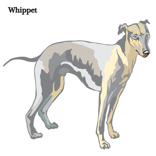 Whippet Vector Images (over 310)