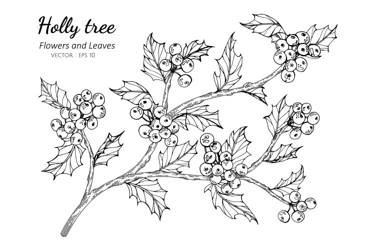 Holly Line Drawing Vector Images (over 1,800)