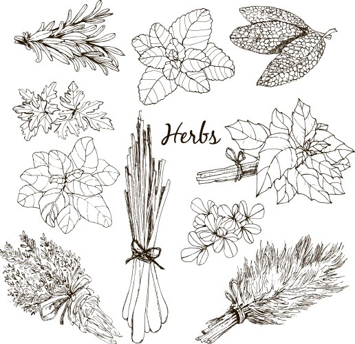 Ink sketch of herbs Royalty Free Vector Image - VectorStock