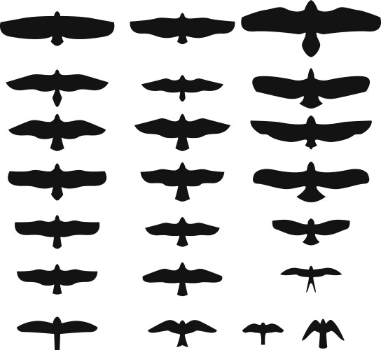 Bird of Prey Outline Vector Images (over 6,300)