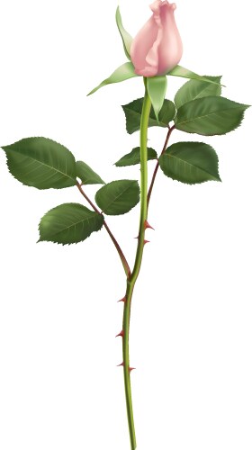 Rose pink Royalty Free Vector Image - VectorStock