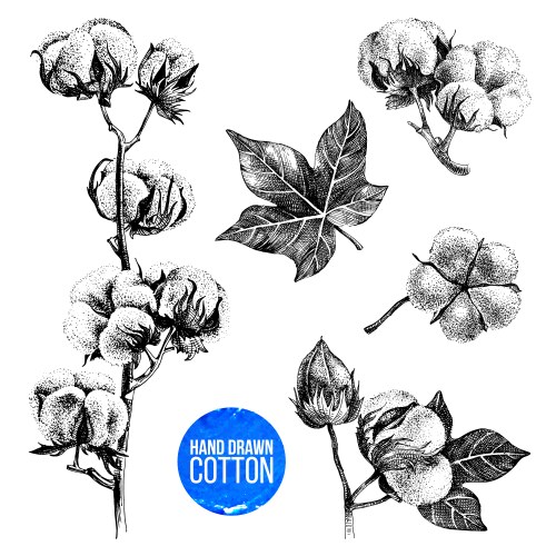 Cotton Vector Images (over 170,000)