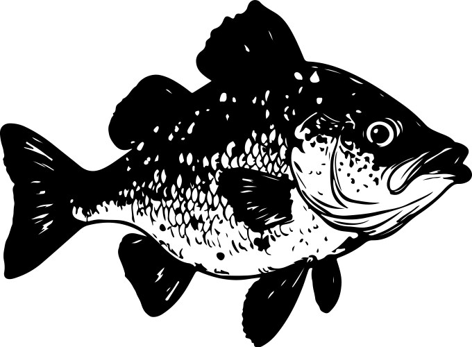 Crappie Vector Images (over 250)