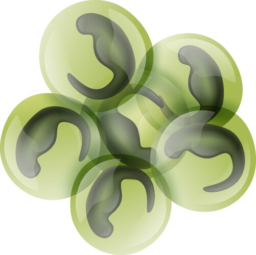 Frog tadpole developing composition Royalty Free Vector