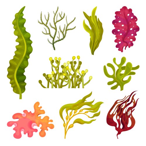 Aquatic animals and plants in seaweed reef Vector Image