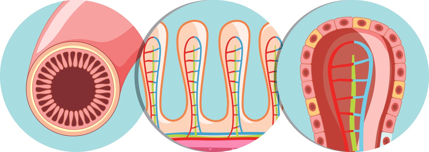 Intestinal villi anatomy Royalty Free Vector Image