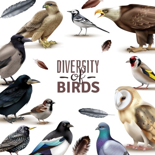 Three different birds Royalty Free Vector Image