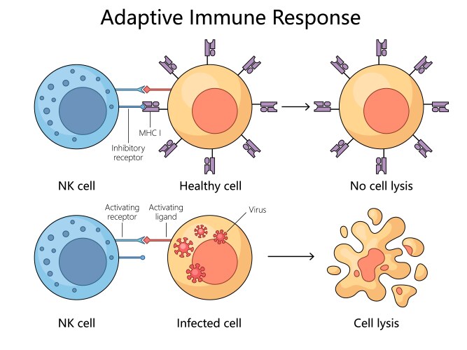 Tissue repair structure diagram medical science Vector Image