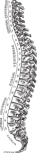 Spine icon skeletal orthopedic and spinal Vector Image