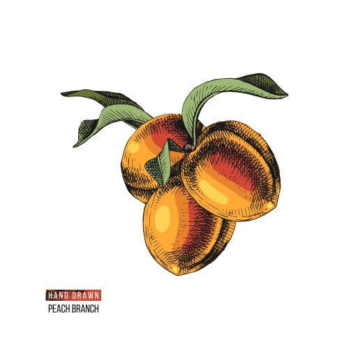 Hand Drawn Peach Vector Images (over 4,300)