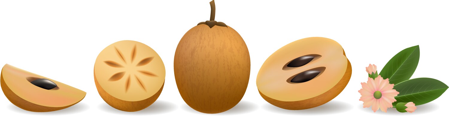 Sapodilla Vector Images (over 470)
