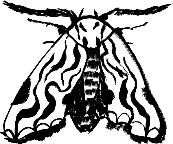 Grunge hand drawn ink brush night moth Royalty Free Vector