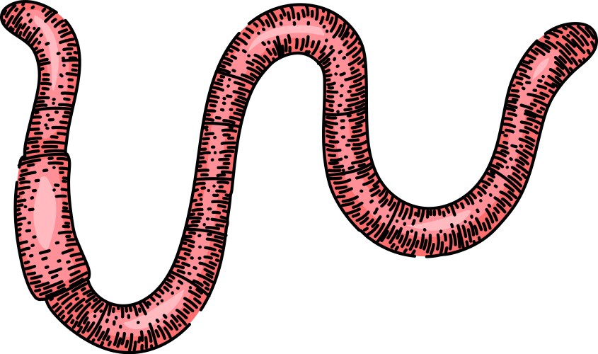 Worm sketch hand drawn Royalty Free Vector Image