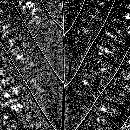 Leaf Vector Images (over 2.1 million)